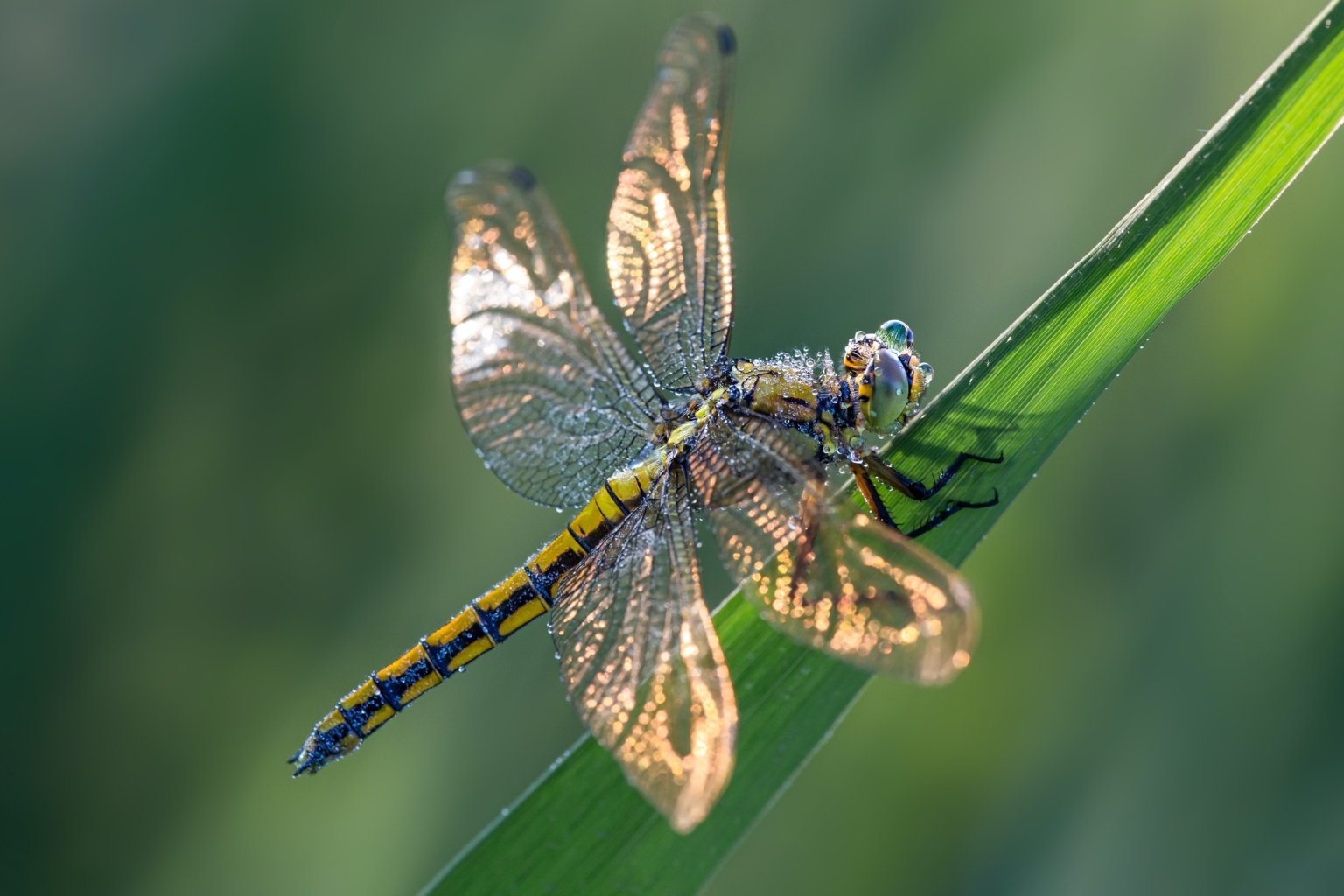 Having a vision of the eye of the dragonfly – Euroelec-Smart Energy